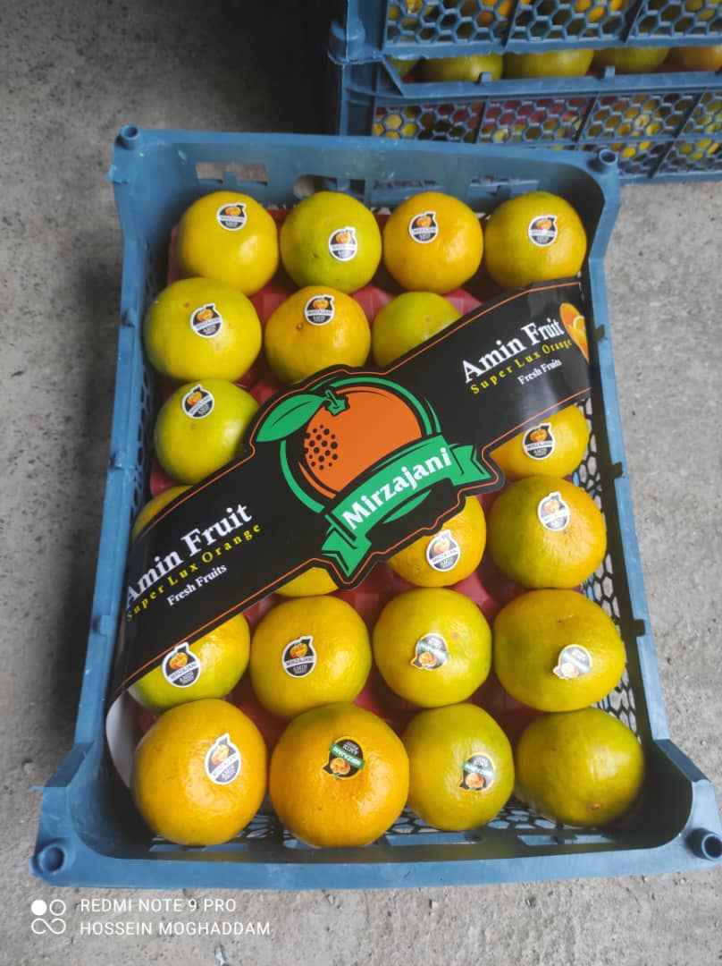 Export Iranian Mandarins - Caspian Fruits