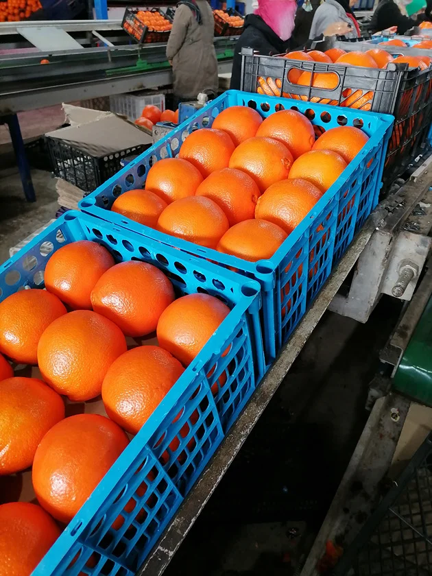 Iranian Orange For Export - Caspian Fruits