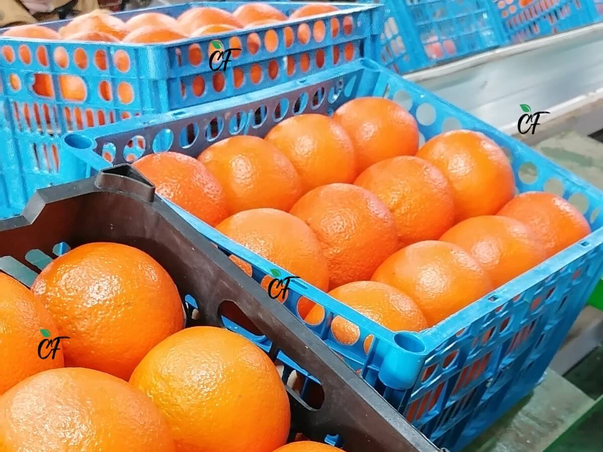 Iranian Orange For Export - Caspian Fruits